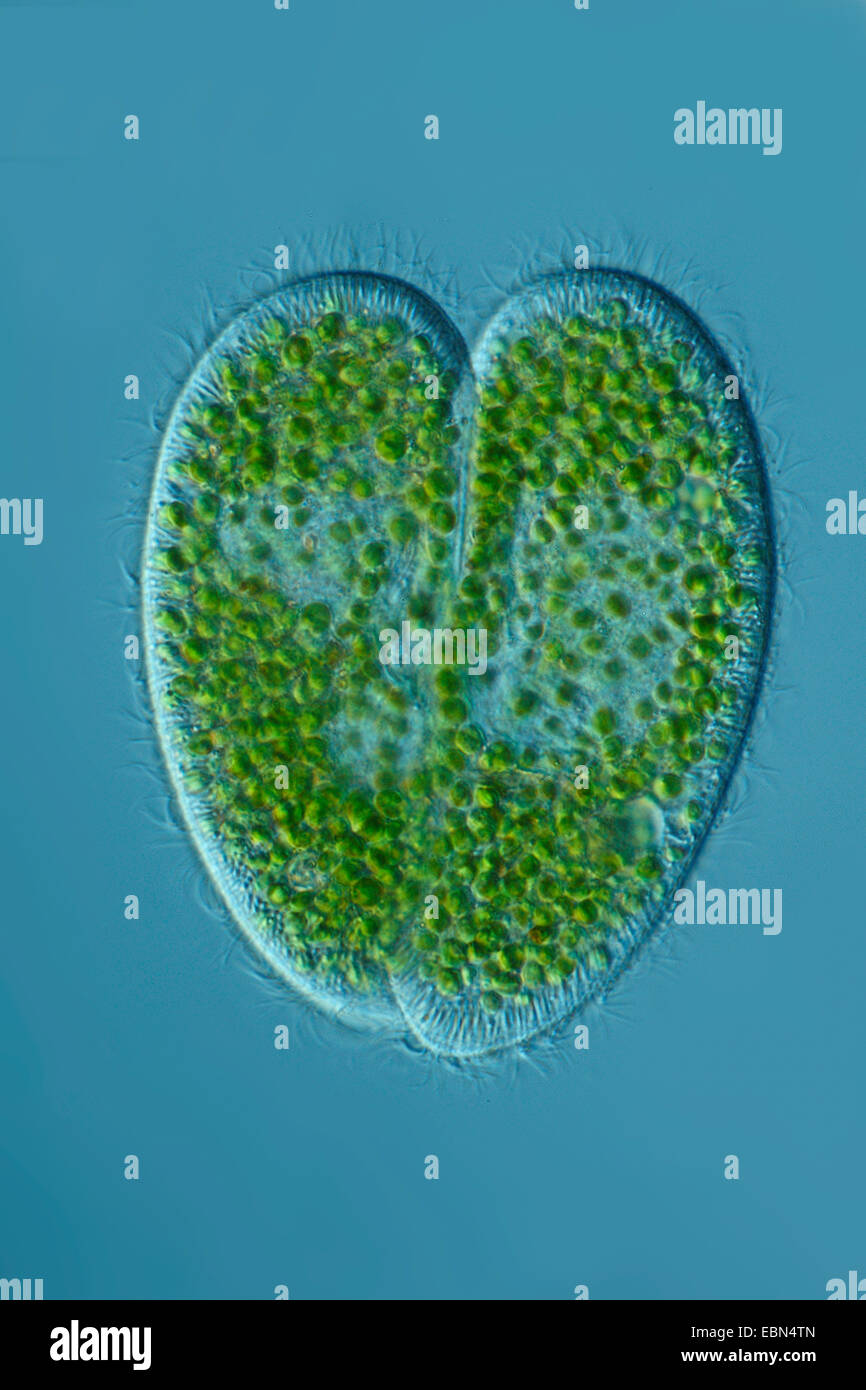 slipper animalcule (Paramecium spec.), conjugation Stock Photo - Alamy
