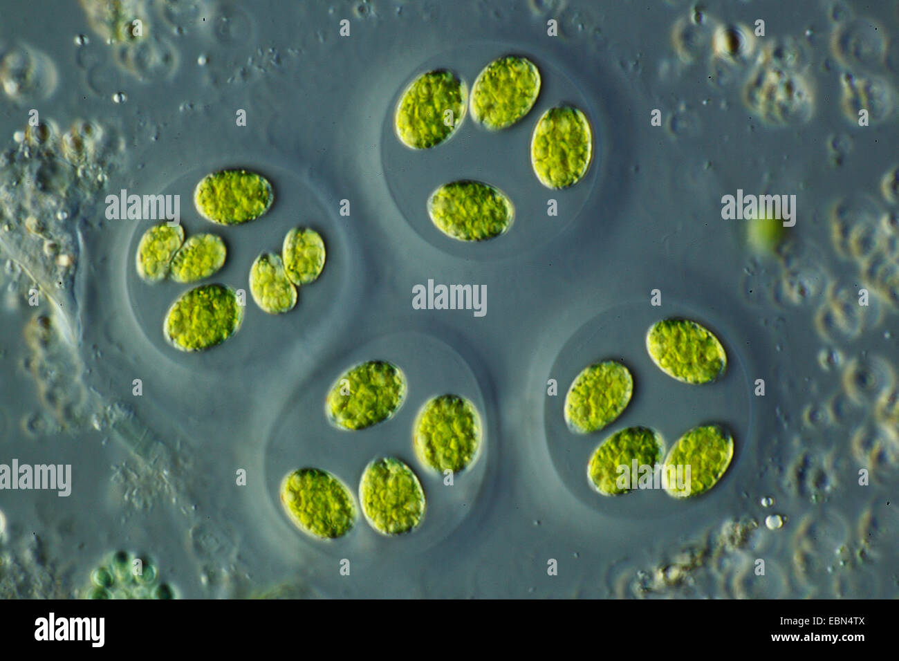Gonium Microscope Slide
