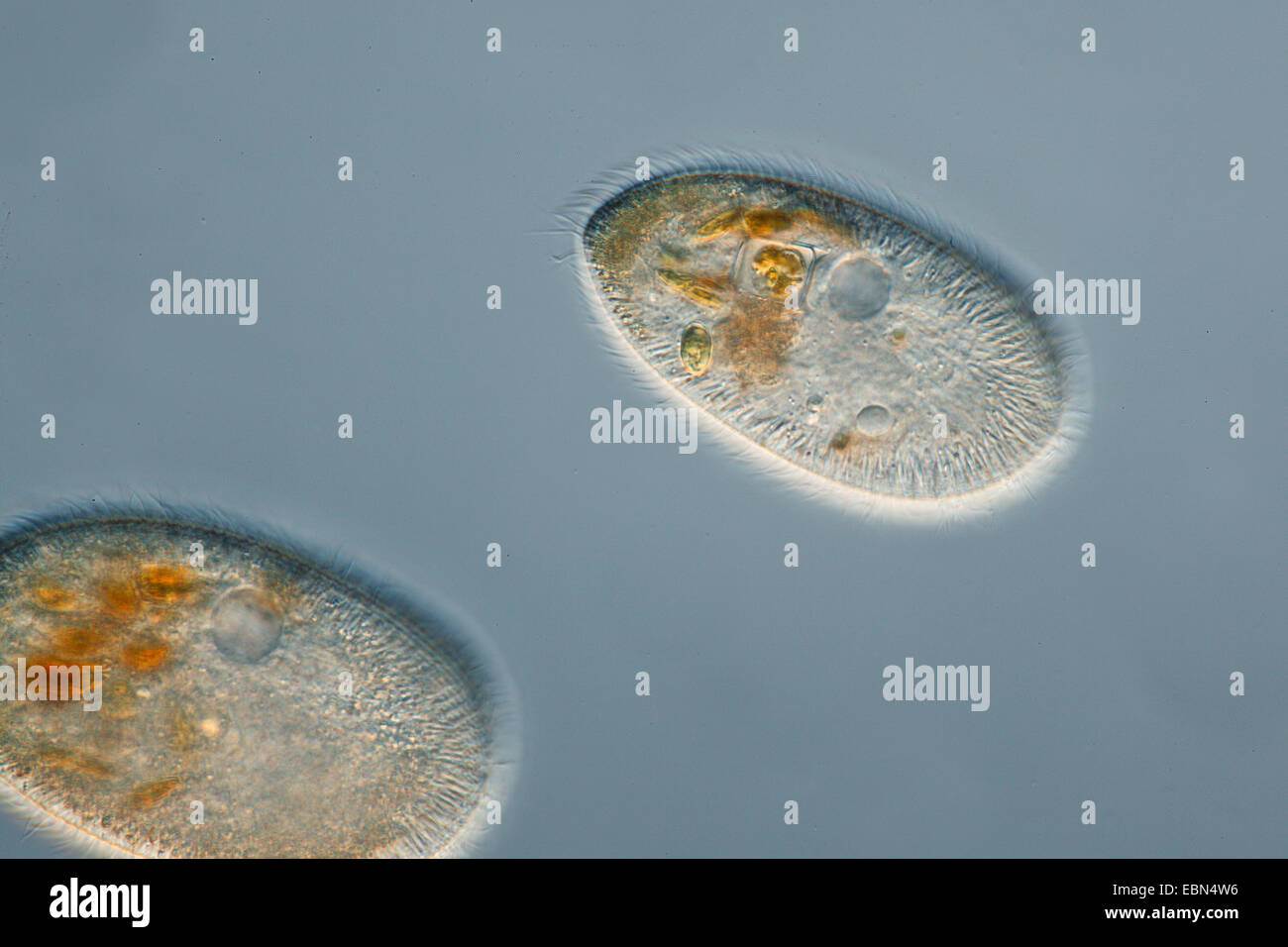 Ciliate protozoans hi-res stock photography and images - Alamy