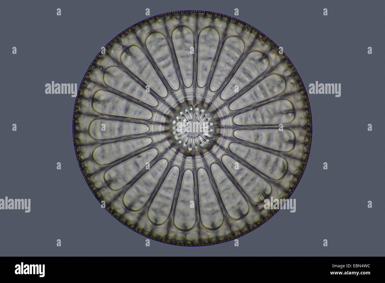 fossile diatom from Oamaru Stock Photo - Alamy
