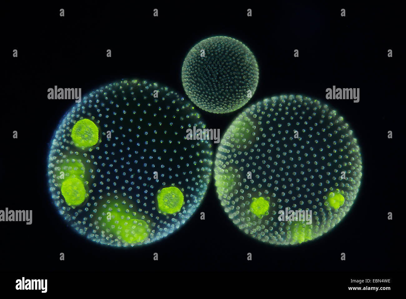 Volvox colony hi-res stock photography and images - Alamy