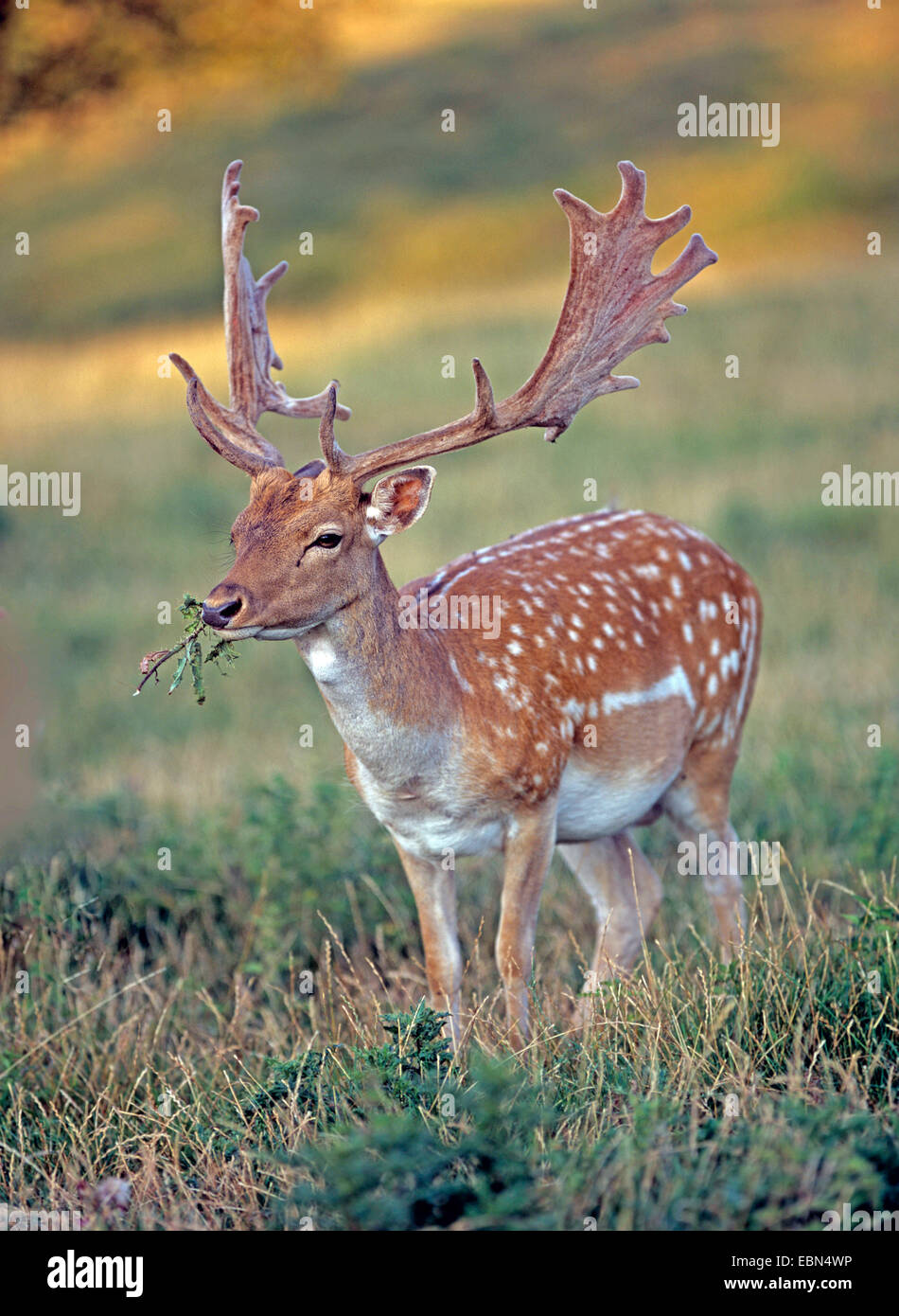 fallow deer (Dama dama, Cervus dama), standing in meadow, Germany Stock ...