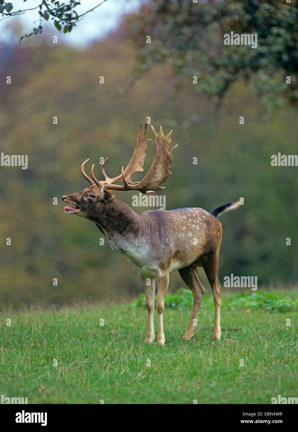 fallow deer (Dama dama, Cervus dama), stag standing in a meadow and ...