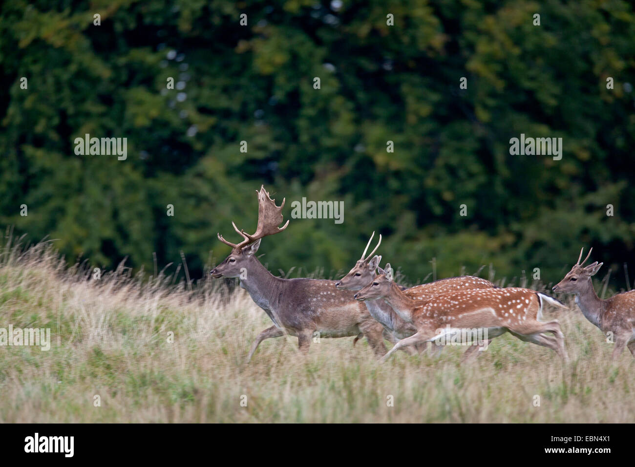 fallow deer (Dama dama, Cervus dama), pack of fallow deers running ...