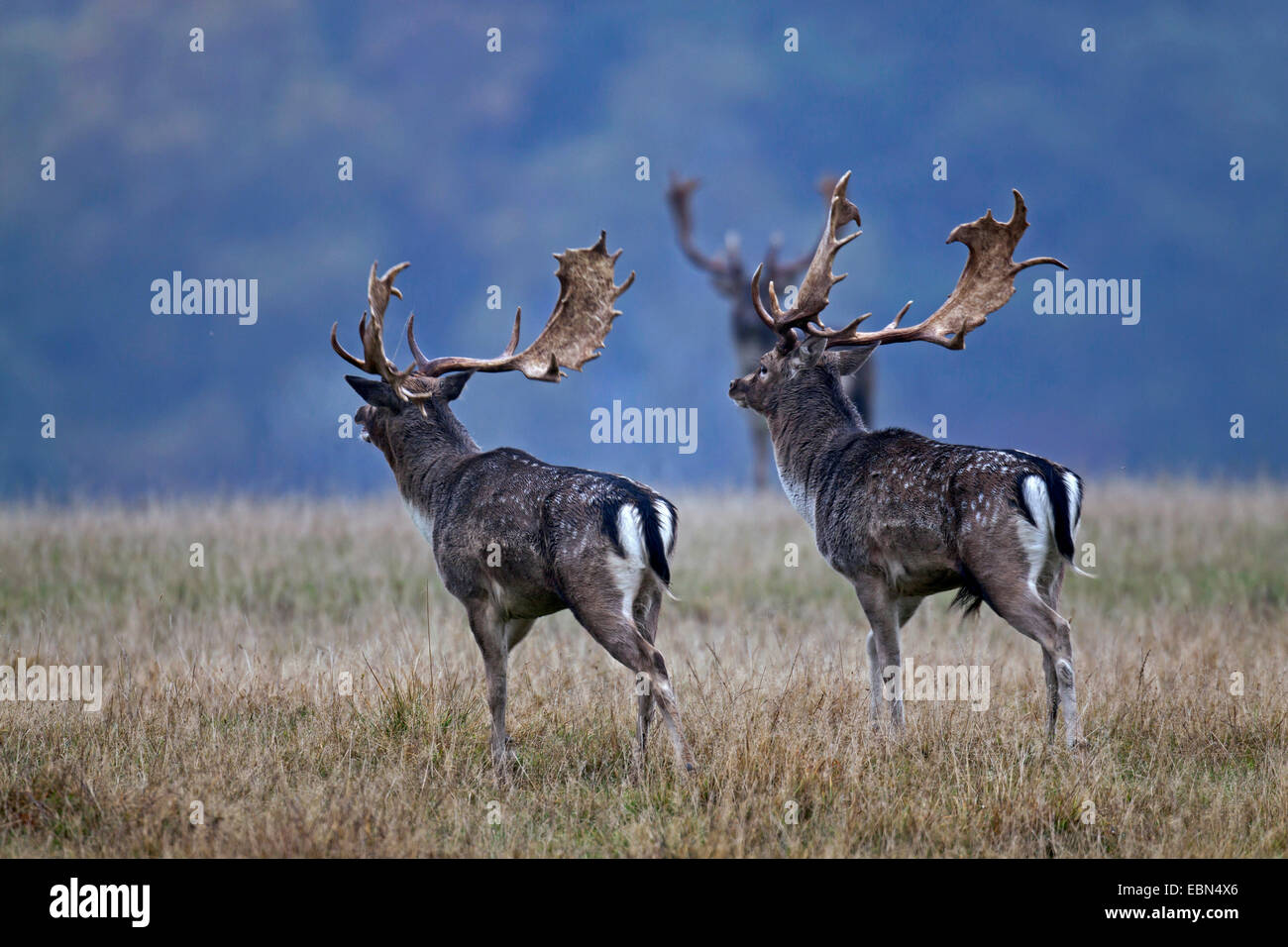 Ritual horn hi-res stock photography and images - Alamy
