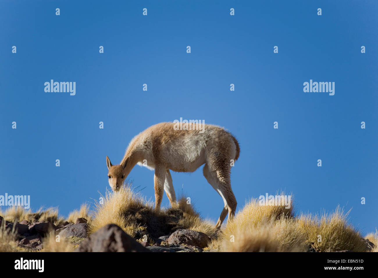 Vicuna eating grass hi-res stock photography and images - Alamy