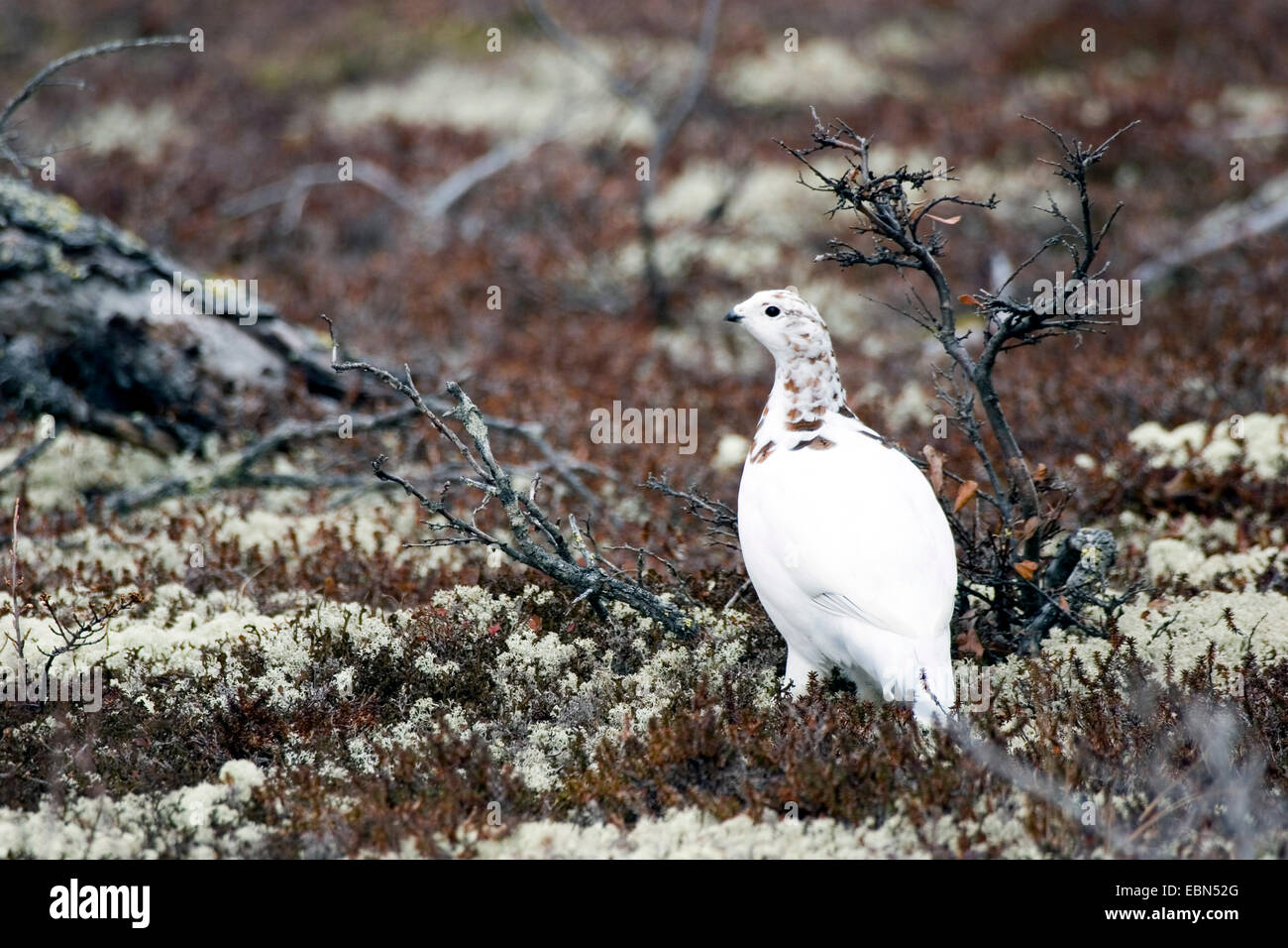 Rock ptarmigan, Snow chicken (Lagopus mutus), in tundra, Canada ...