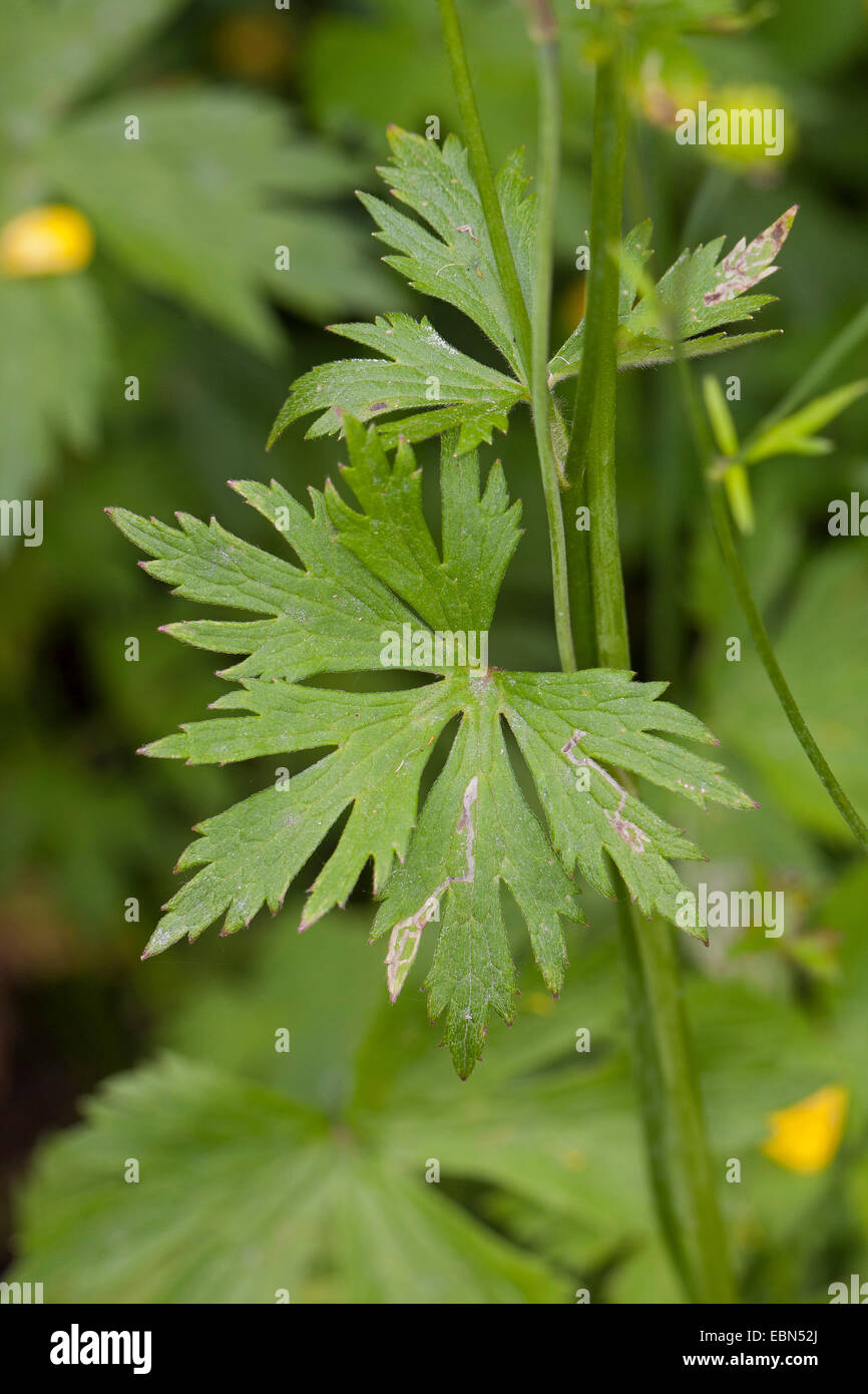 Ranunculus Leaves