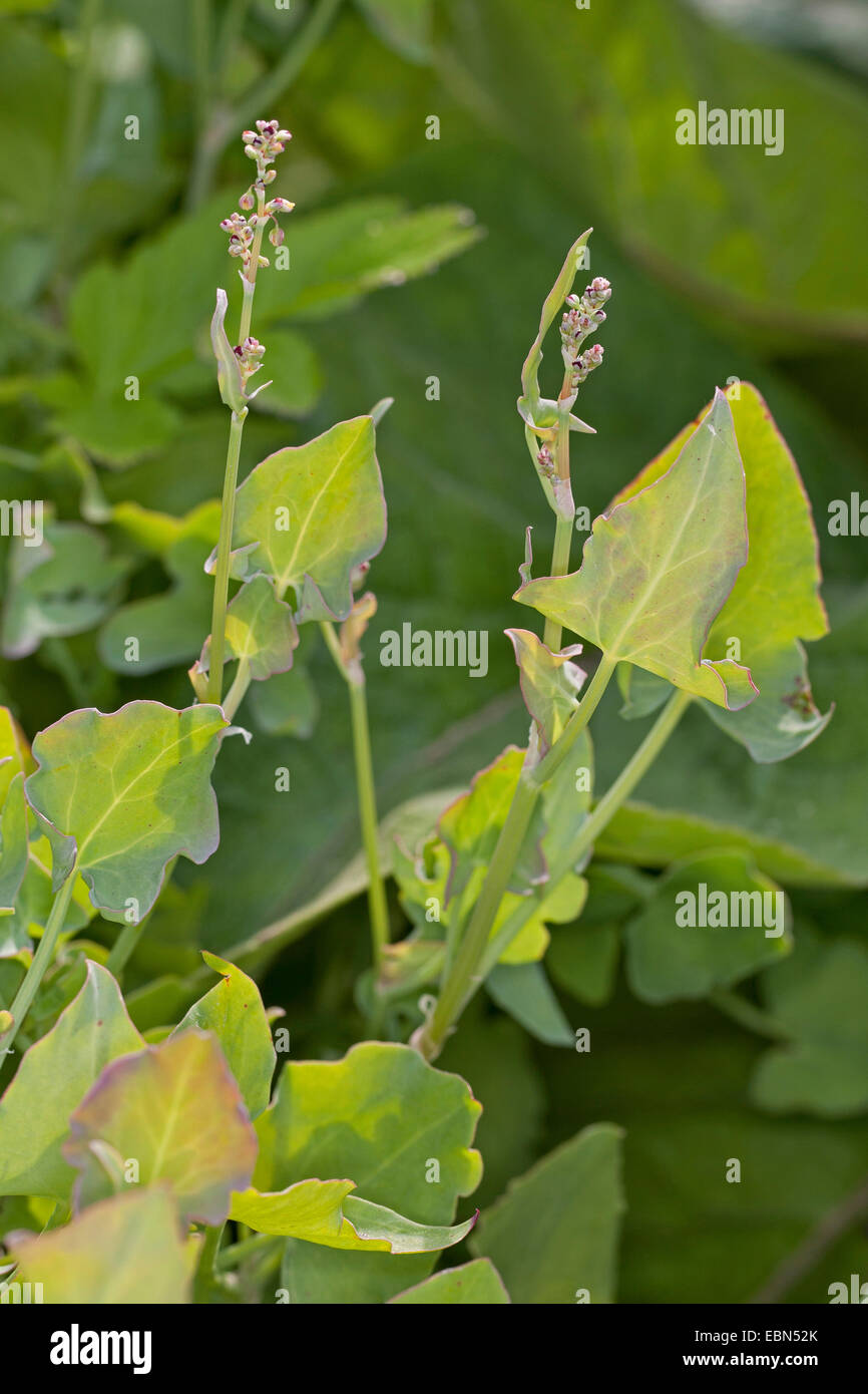 True french sorrel rumex hi-res stock photography and images - Alamy