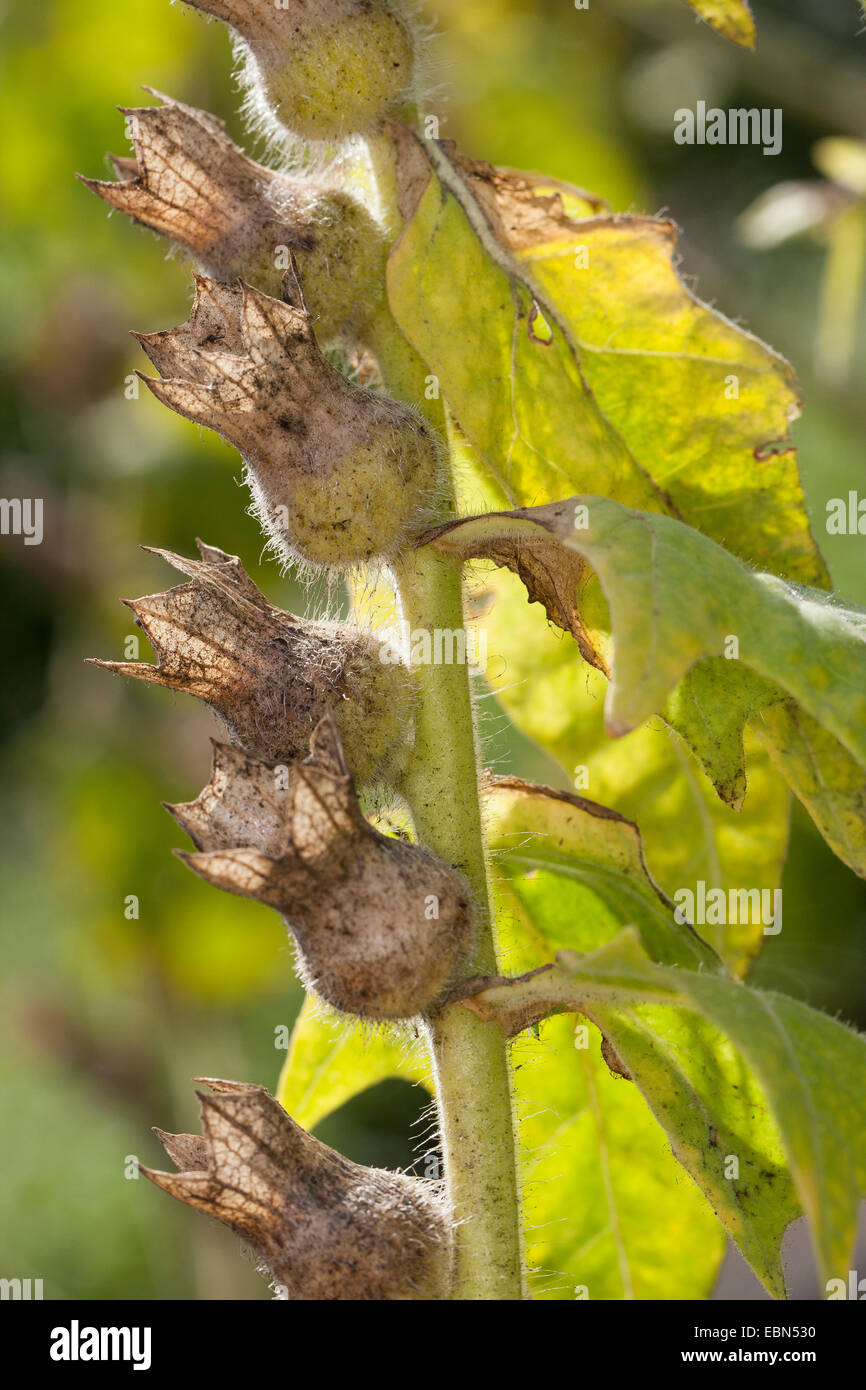 Henbane fruits hi-res stock photography and images - Alamy