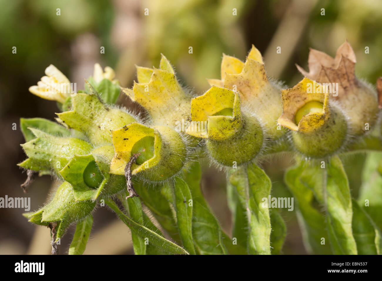 Henbane fruits hi-res stock photography and images - Alamy