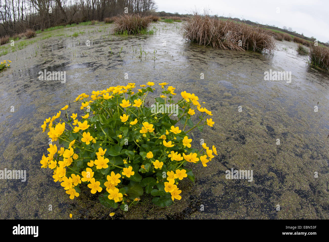 Pond plant hi-res stock photography and images - Alamy