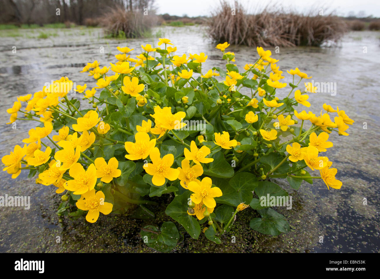 Pond plant hi-res stock photography and images - Alamy