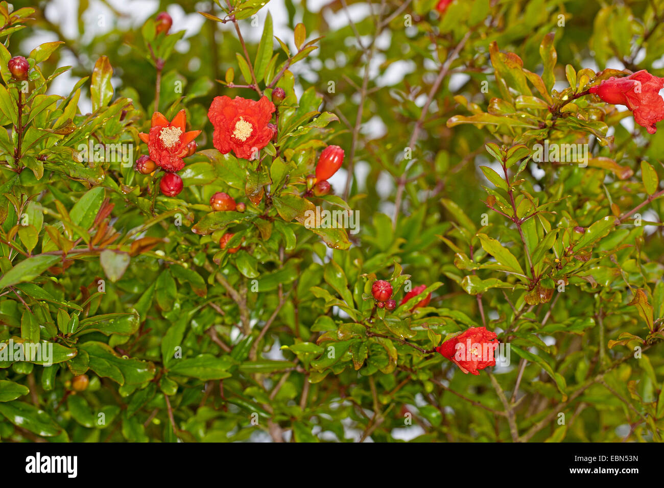 Anar fruit hi-res stock photography and images - Alamy