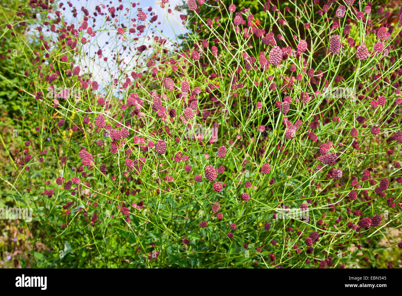 Great burnet (Sanguisorba officinalis, Sanguisorba major), blooming in ...