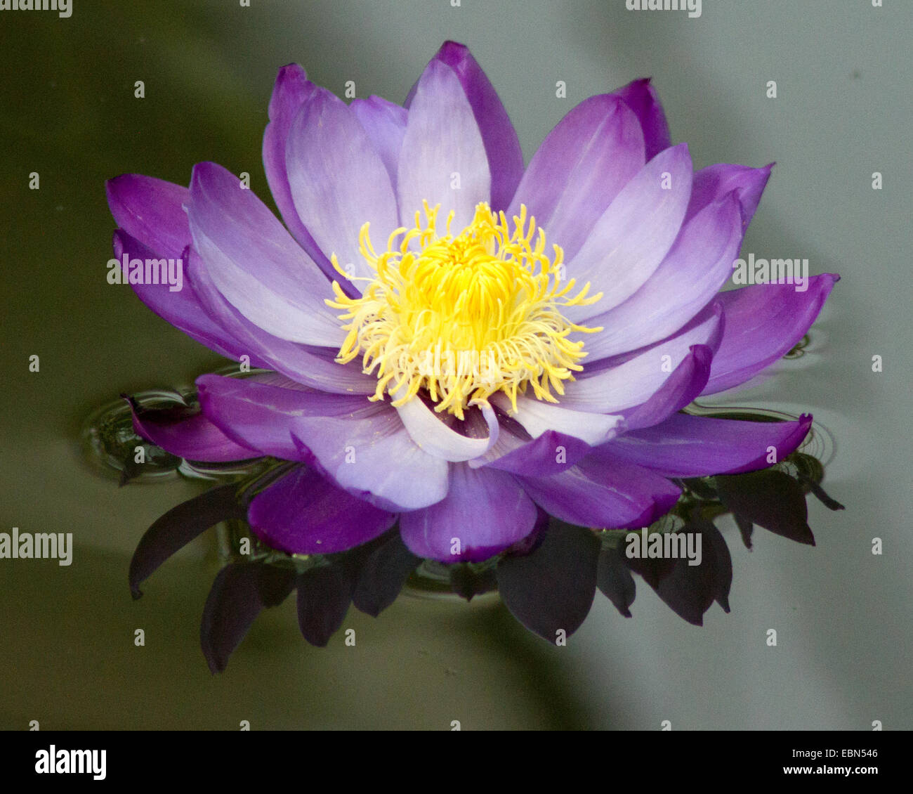 Floating flower hi-res stock photography and images - Alamy