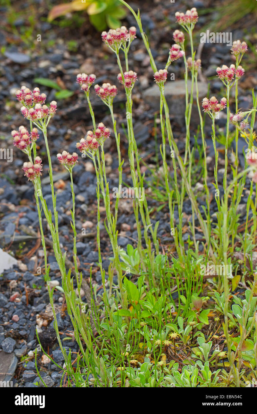 Mountain Everlasting, Catsfoot, Cudweed, Stoloniferous Pussytoes, Cat's ...