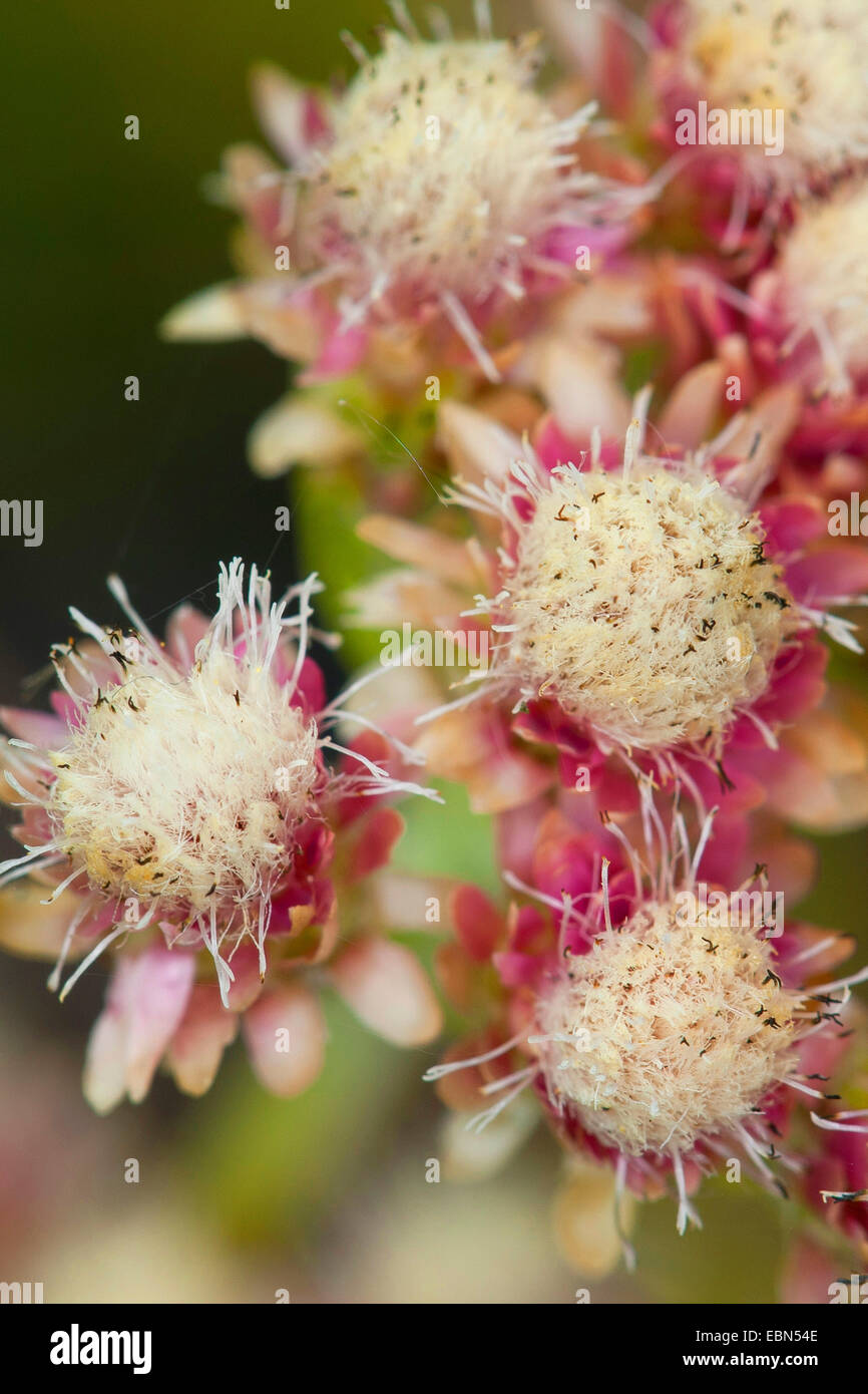Mountain Everlasting, Catsfoot, Cudweed, Stoloniferous Pussytoes, Cat's ...