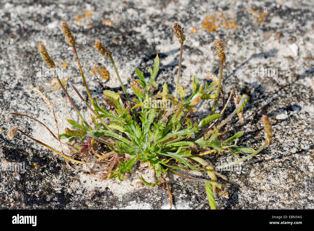 Crowfoot plantains hi-res stock photography and images - Alamy