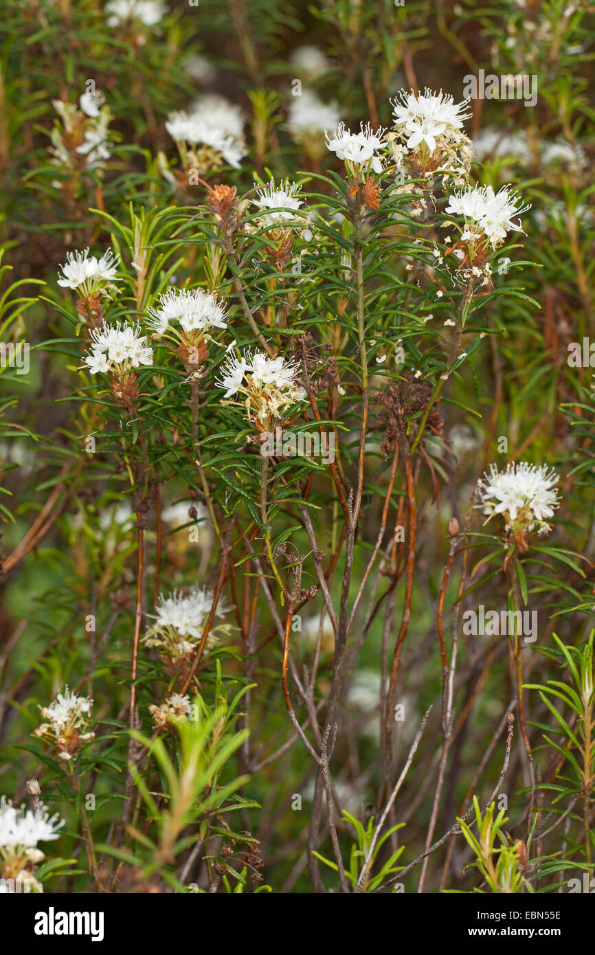 Wild Rosemary, Marsh Labrador tea, northern Labrador tea (Ledum ...