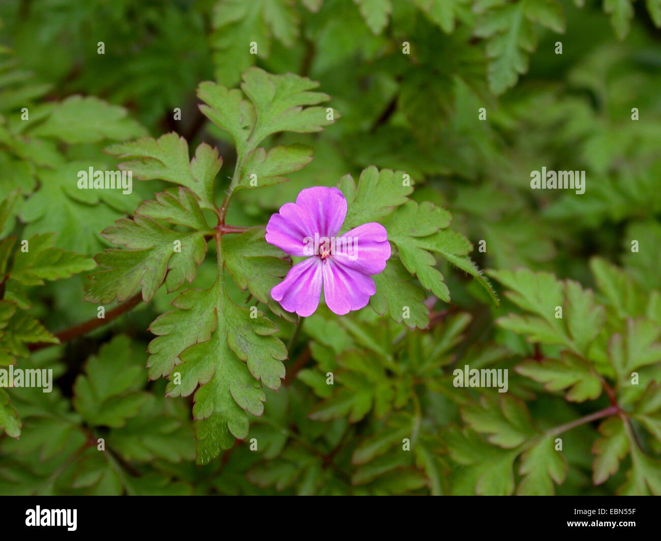 Herb Robert, Red Robin, Death come quickly, Robert Geranium (Geranium ...
