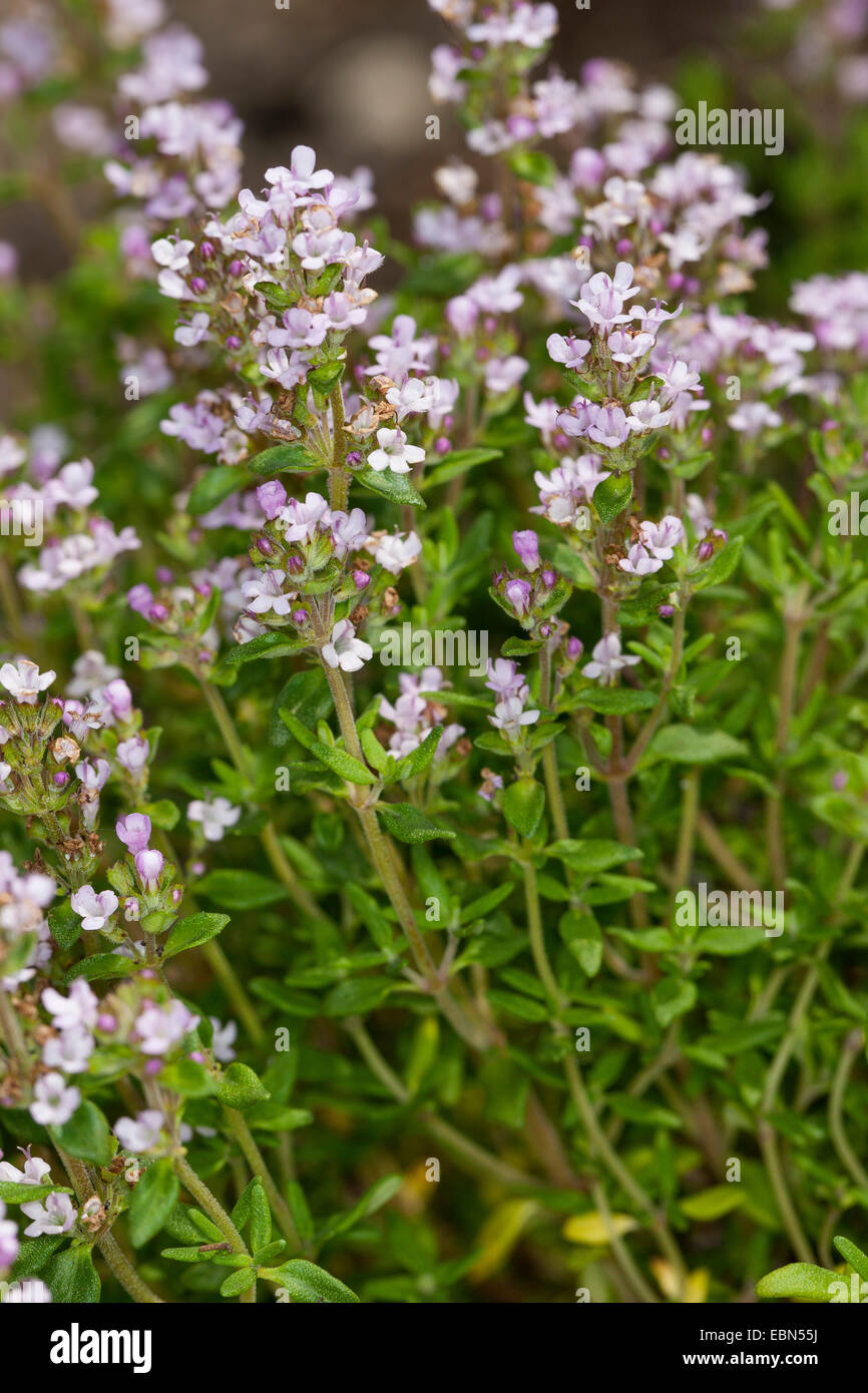 Garden thyme, English thyme, Common thyme (Thymus vulgaris), blooming ... Garden thyme, English thyme, Common thyme (Thymus vulgaris), blooming ...
