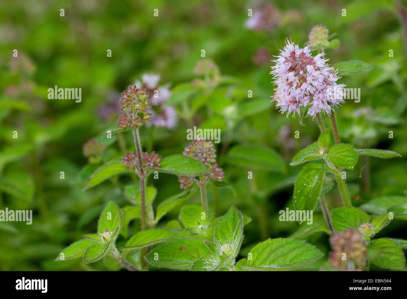 Wild water mint, Water mint, Horse mint (Mentha aquatica), blooming ...
