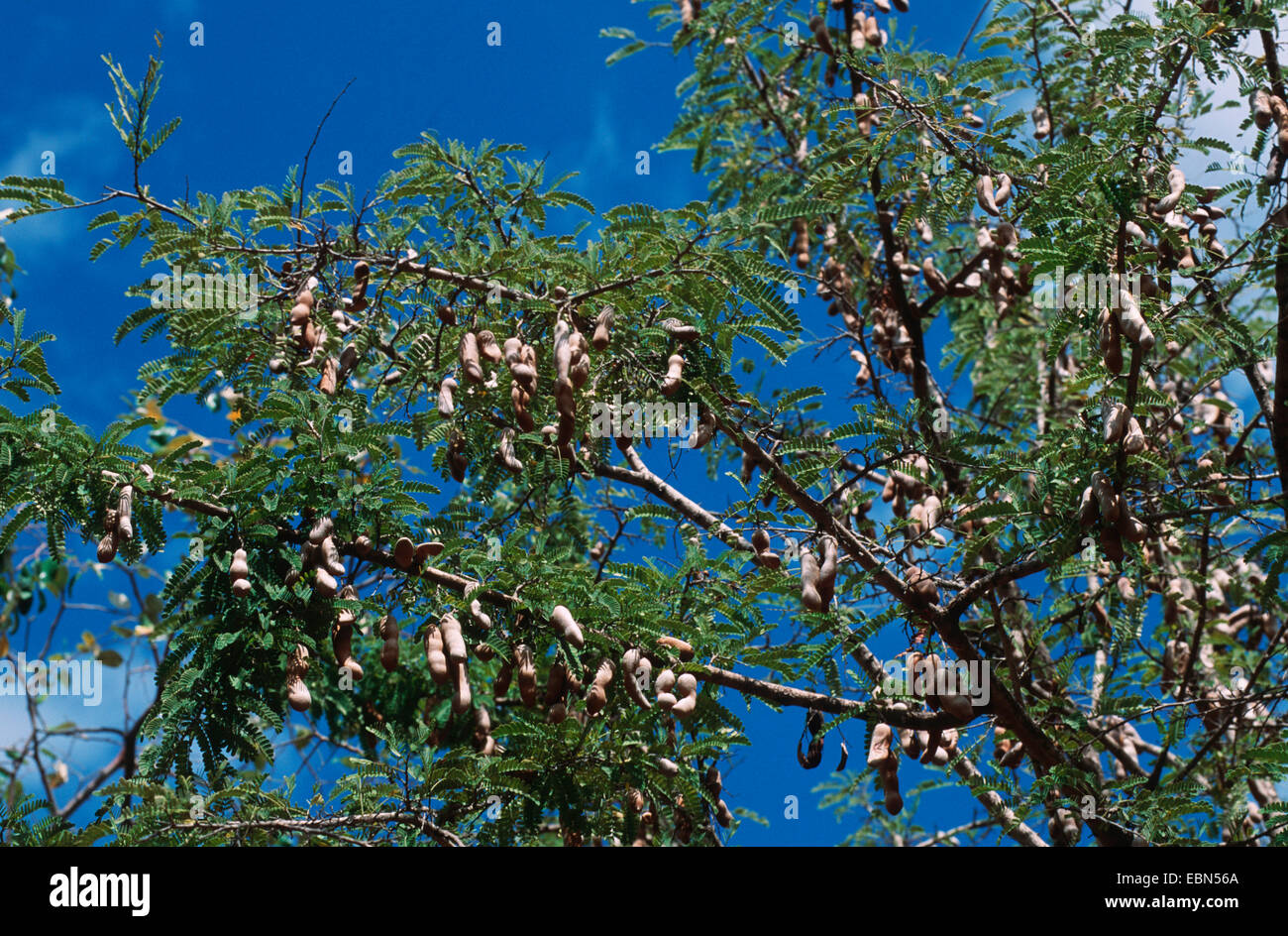 Tamarind tamarindus indica hi-res stock photography and images - Alamy