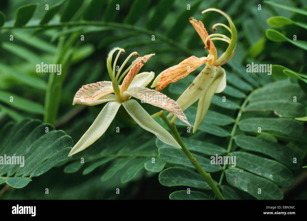 Tamarind flower hi-res stock photography and images - Alamy