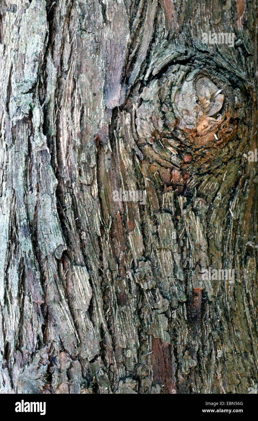 common lilac (Syringa vulgaris), bark Stock Photo - Alamy