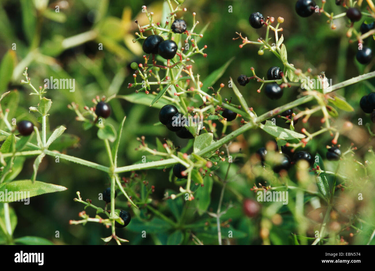 madder (Rubia tinctoria, Rubia tinctorum), with fruits Stock Photo - Alamy