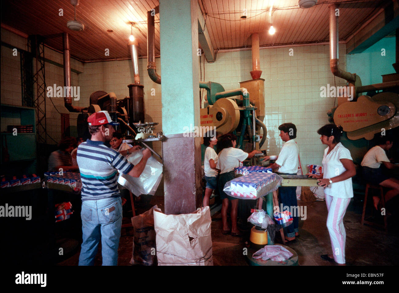 Yerba mate, Paraguay tea (Ilex paraguariensis, Ilex paraguayensis ...