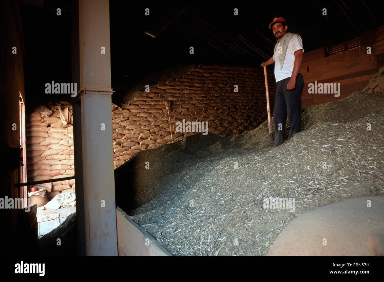 Yerba mate, Paraguay tea (Ilex paraguariensis, Ilex paraguayensis ...