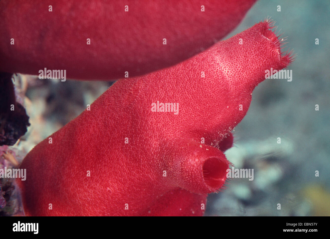 red sea-squirt, red sea peach (Halocynthia papillosa, Tethyum ...