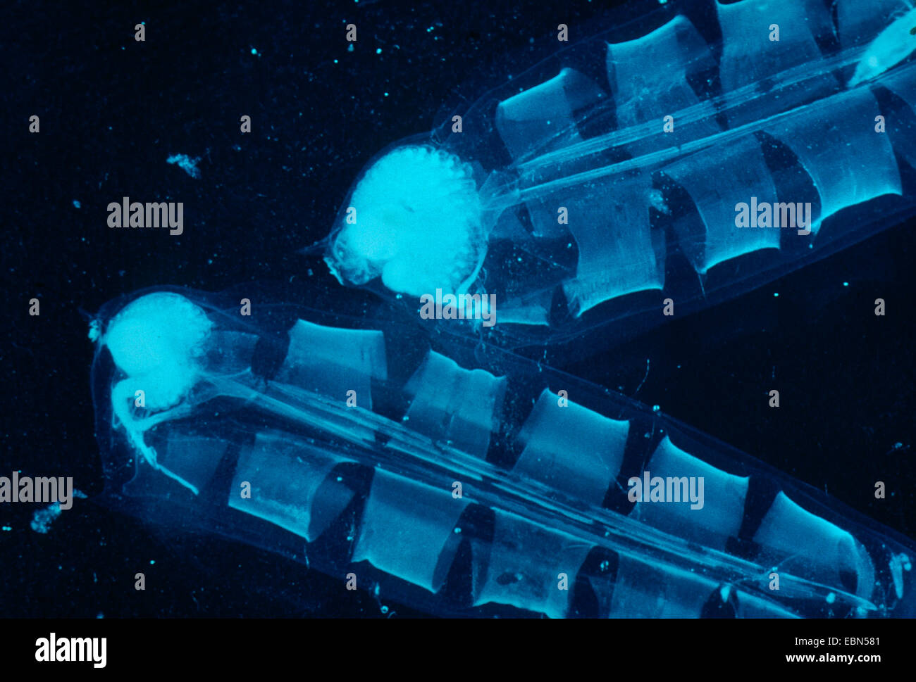 Salpida hi-res stock photography and images - Alamy