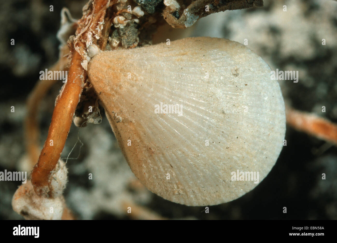 Terebratulina terebratulina caput serpentis hi-res stock photography ...