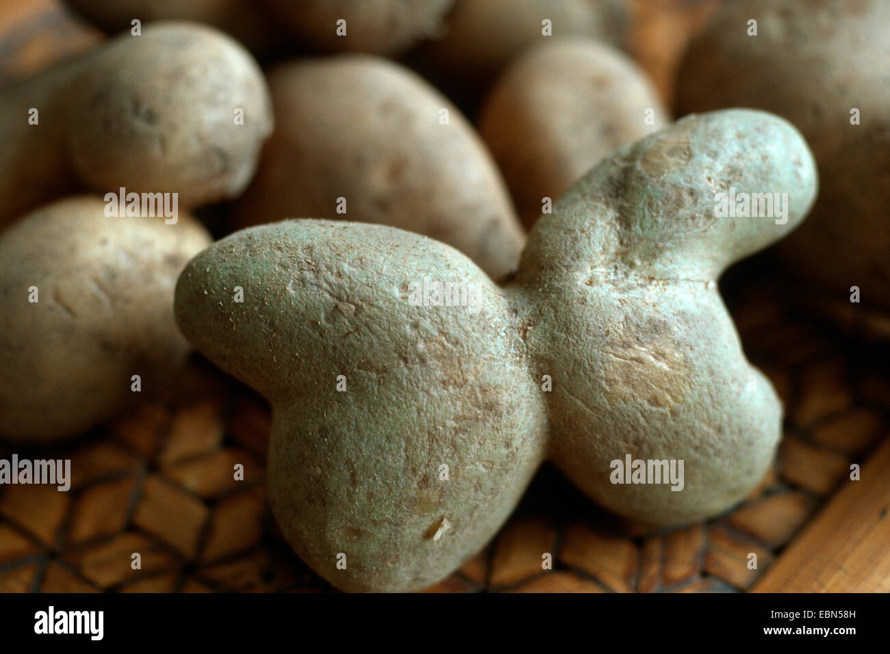 potato (Solanum tuberosum), butterfly shaped potato Stock Photo - Alamy