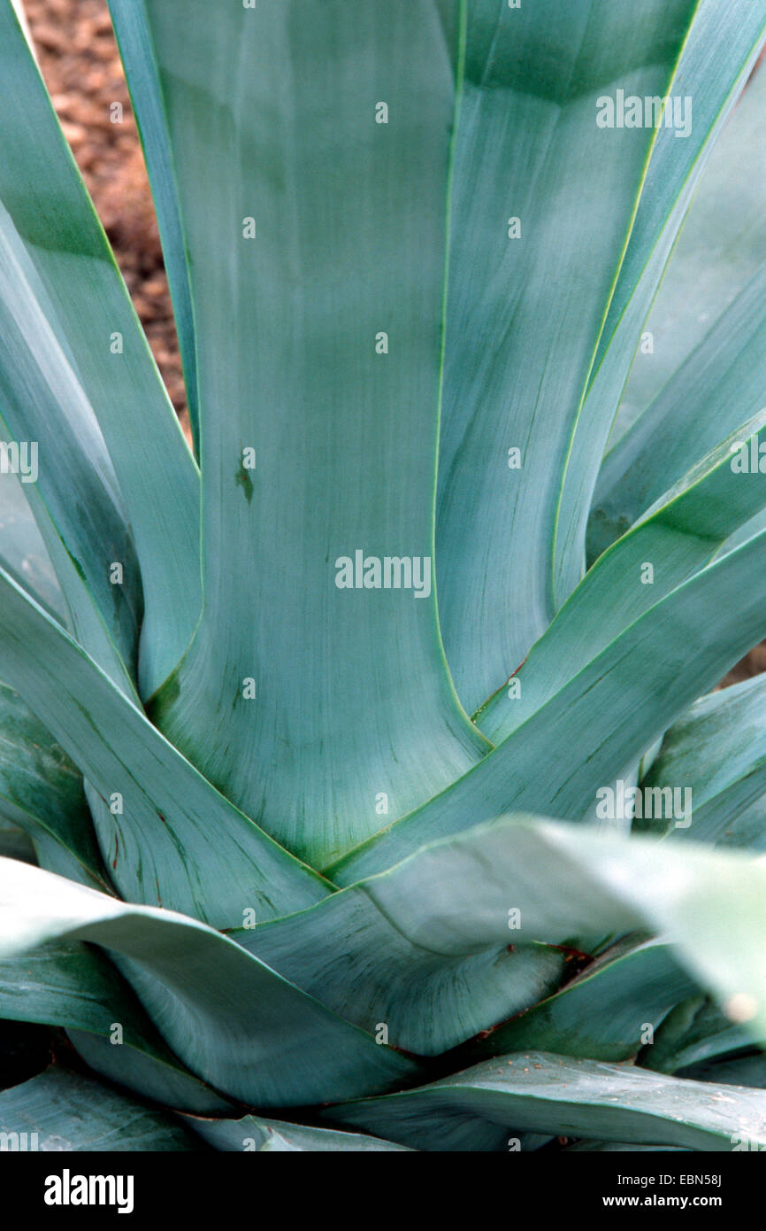 Agave Leaves Stock Photos & Agave Leaves Stock Images - Alamy