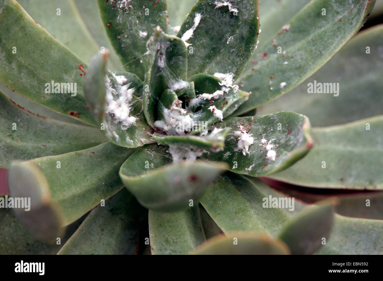 Mealybug on leaves plants hi-res stock photography and images - Alamy