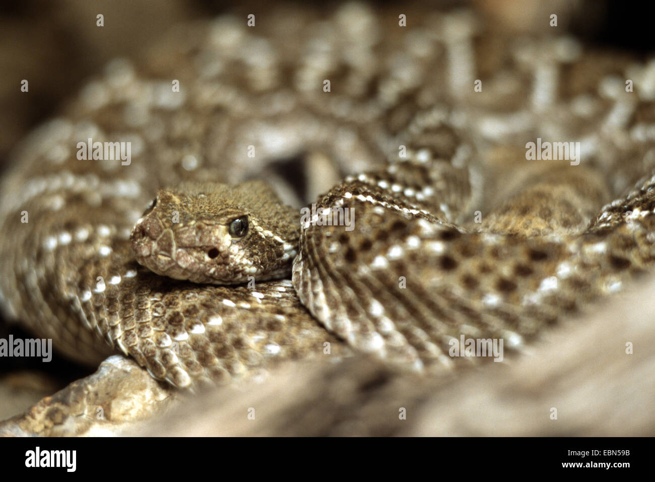 Western Diamondback Rattlesnake (Crotalus atrox), portrait Stock Photo ...