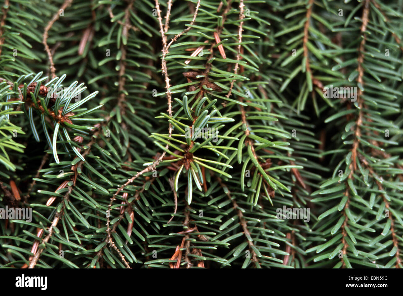 Serbian Spruce (Picea omorika), branches Stock Photo - Alamy