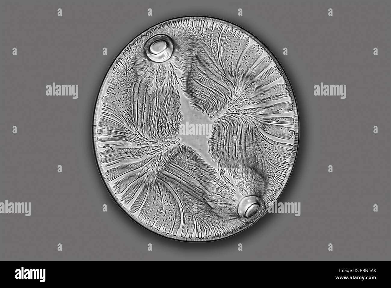 Diatom structure hi-res stock photography and images - Alamy