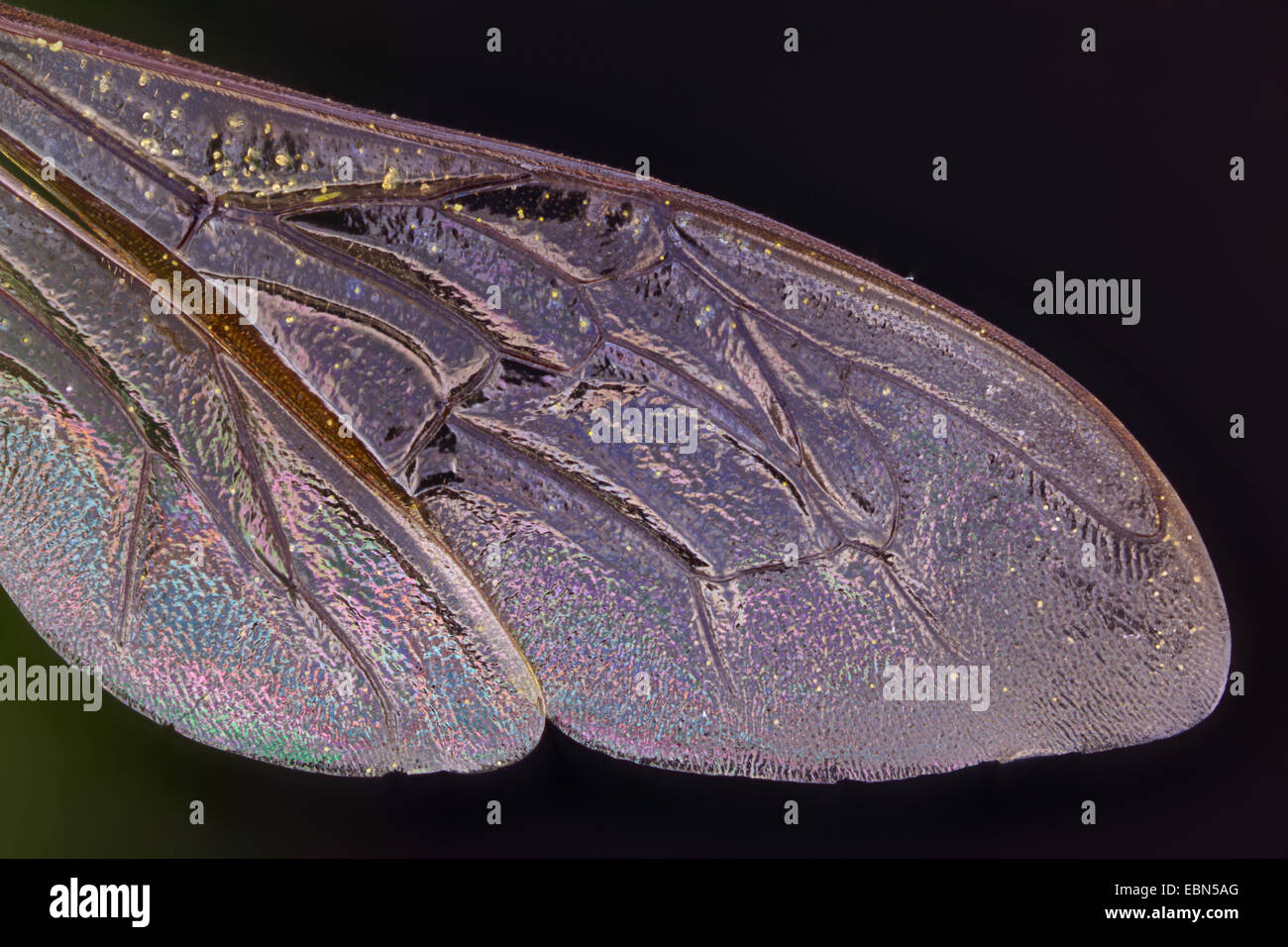 Transparent wing structure hi-res stock photography and images - Alamy