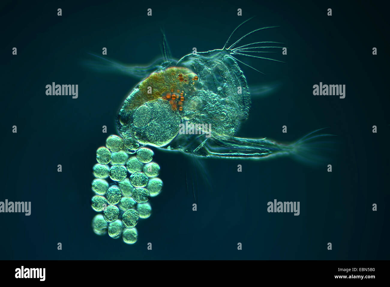 Examples Of Rotifera