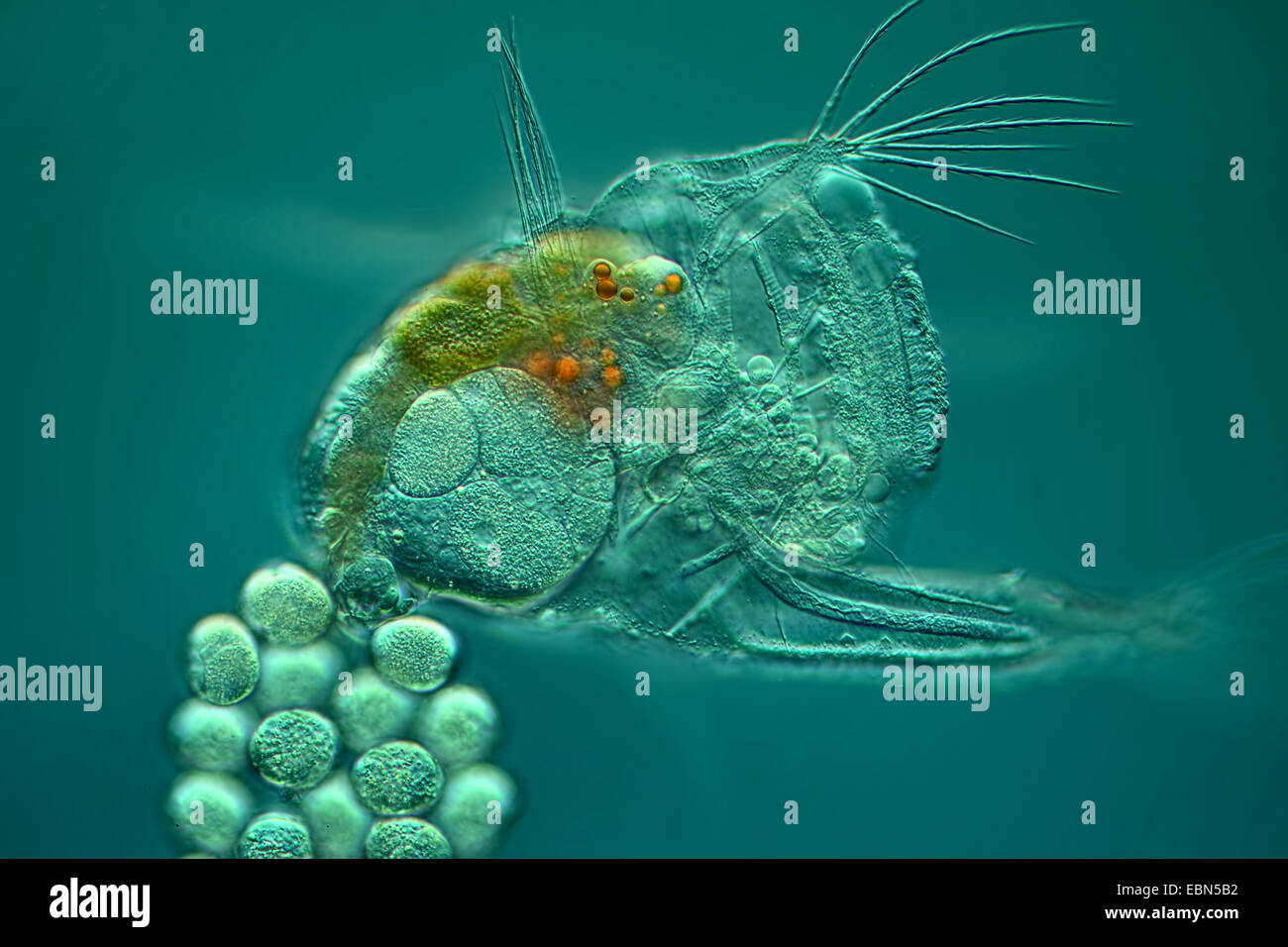 Rotifer eggs hi-res stock photography and images - Alamy