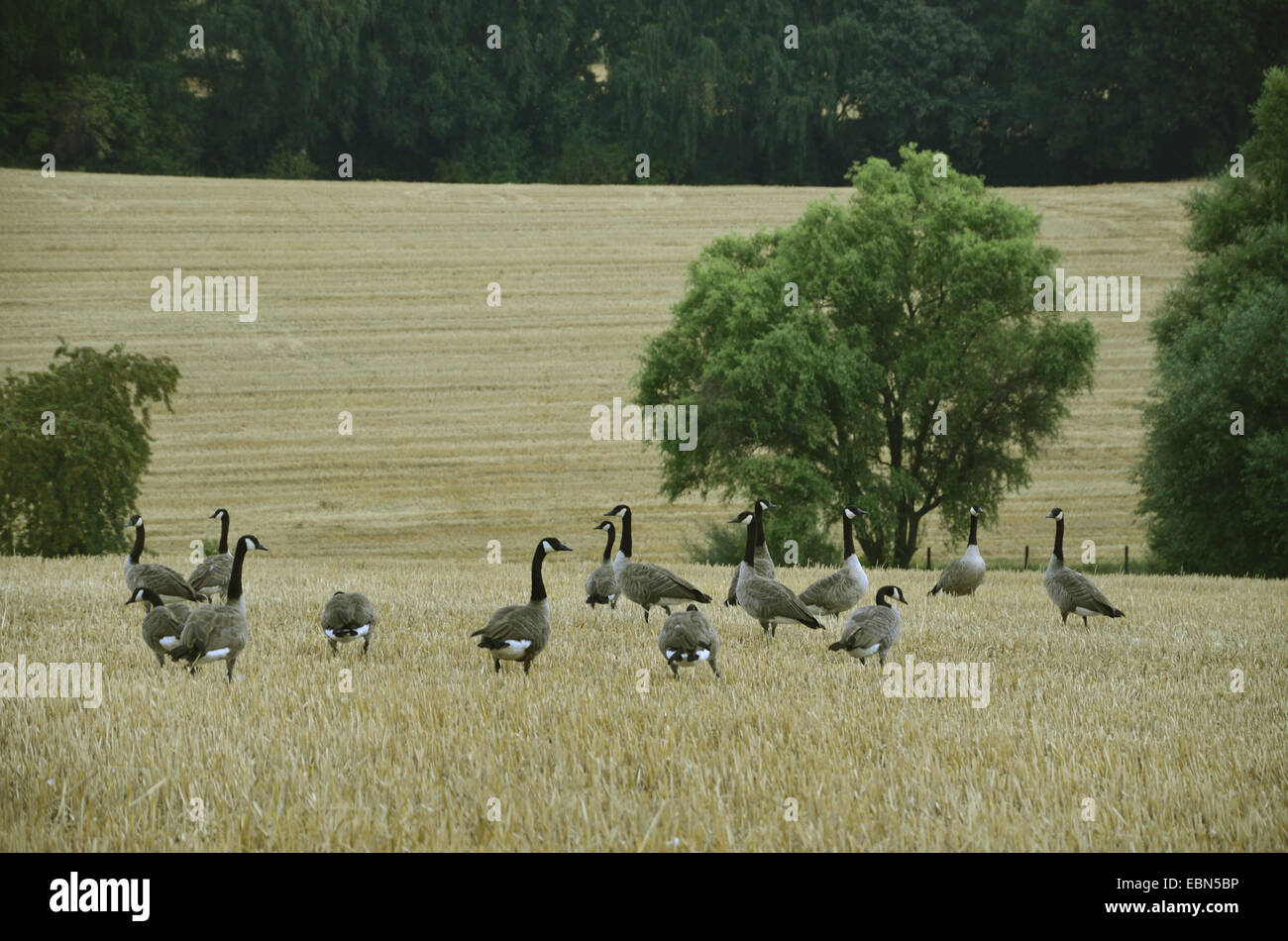 Canada goose (Branta canadensis), flock searching food on a harvested ...