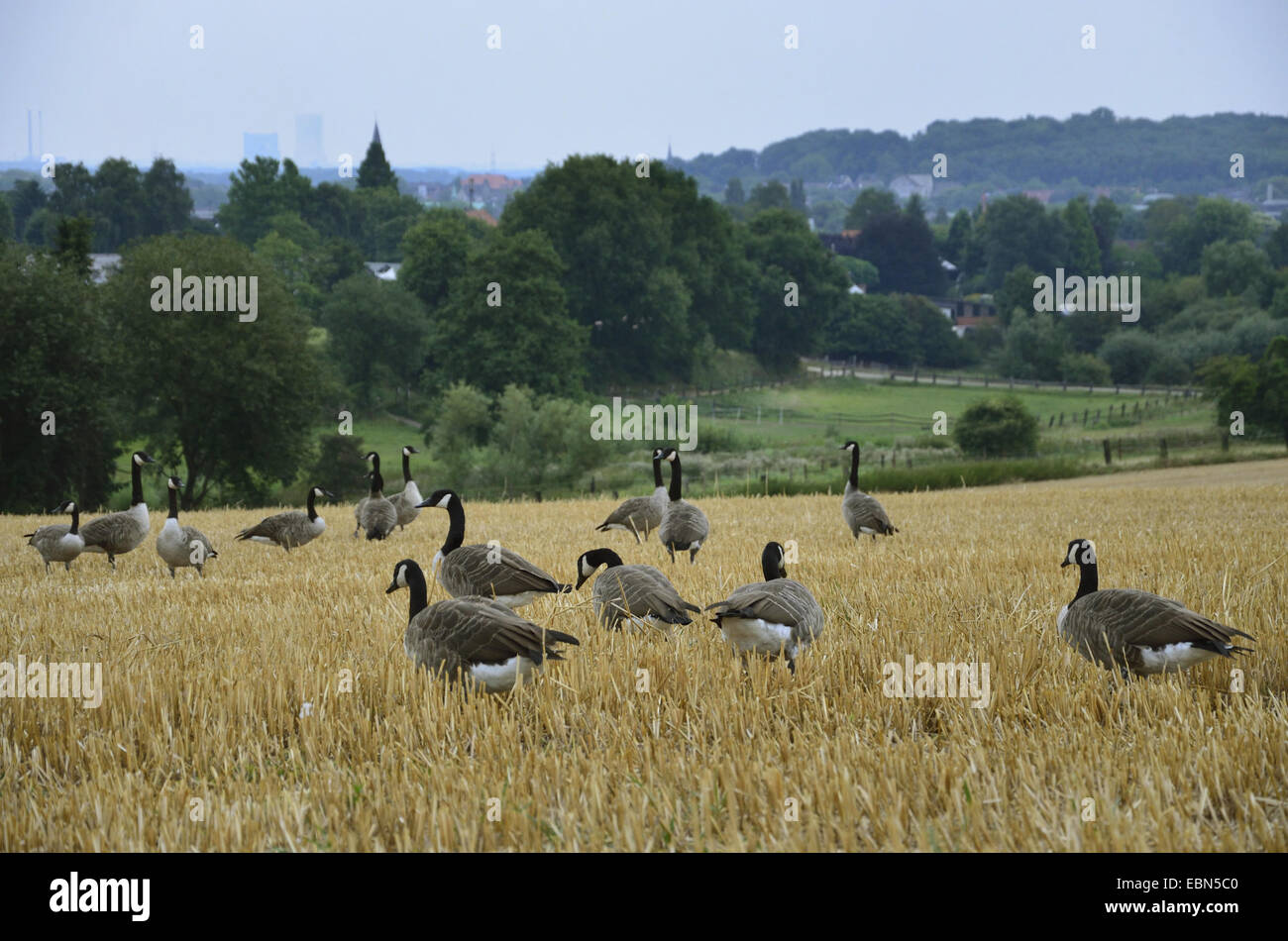 Canada goose (Branta canadensis), flock searching food on a harvested ...