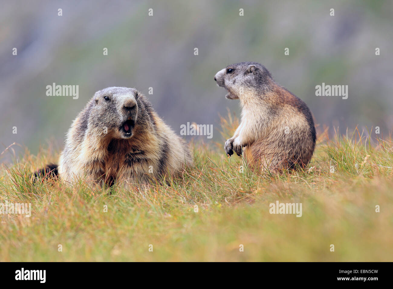 alpine marmot (Marmota marmota), old and young sitting together on grass , Austria, Hohe Tauern ...