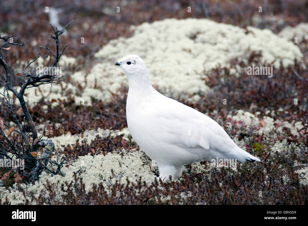 Rock ptarmigan, Snow chicken (Lagopus mutus), in tundra, Canada ...