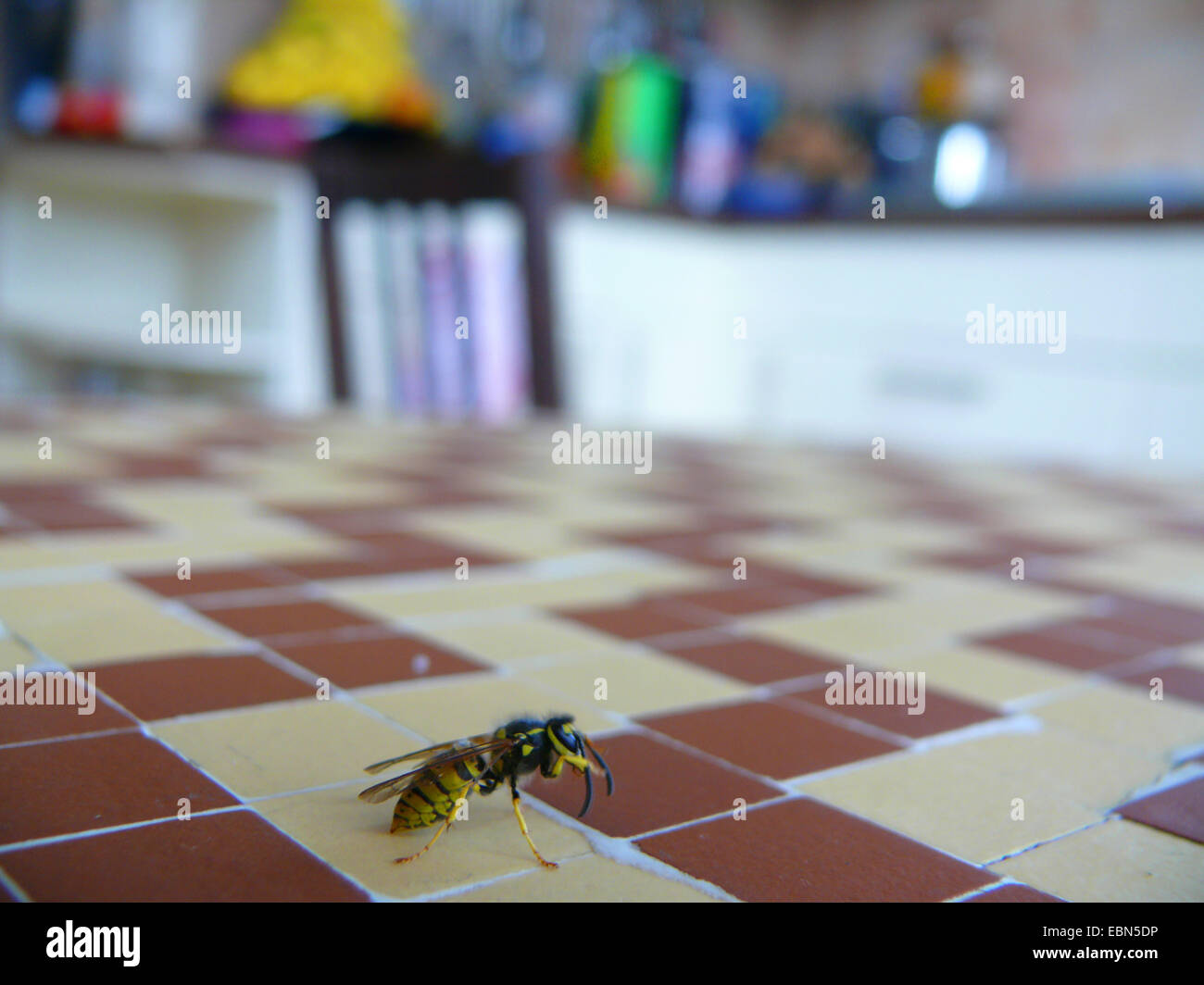 Saxon wasp (Dolichovespula saxonica, Vespula saxonica), sitting in the ...